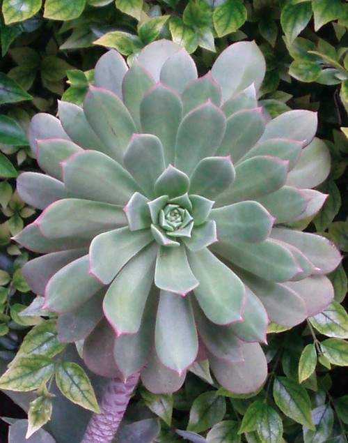 Aeonium percarneum - EcuRed