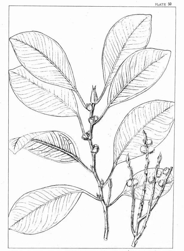 Ficus callophylla - EcuRed