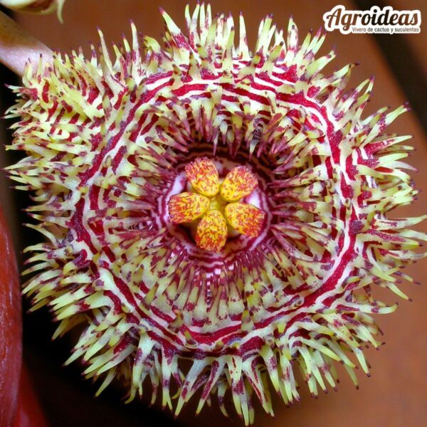 Huernia hystrix subsp. parvula - EcuRed