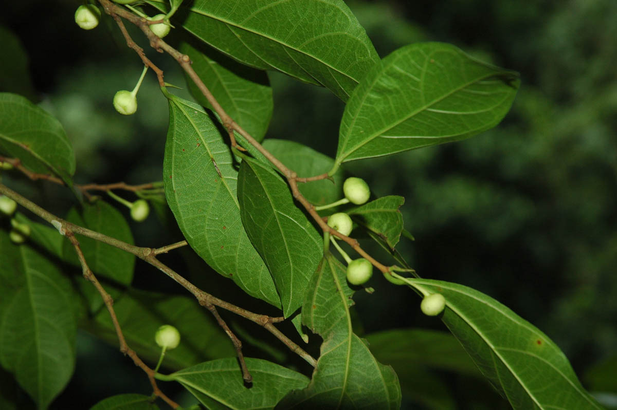 Ficus cumingii - EcuRed