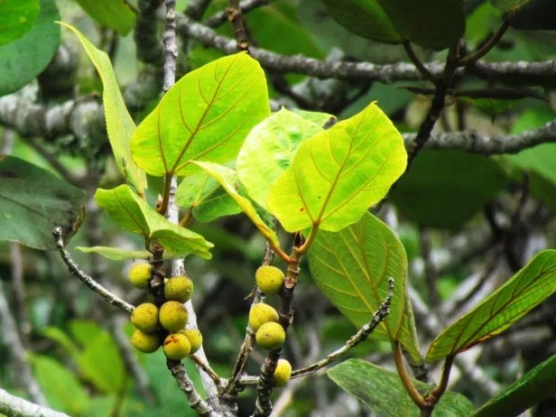 Ficus endospermifolia - EcuRed