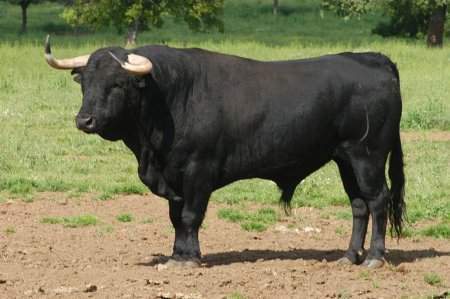 Toro de Lidia - EcuRed