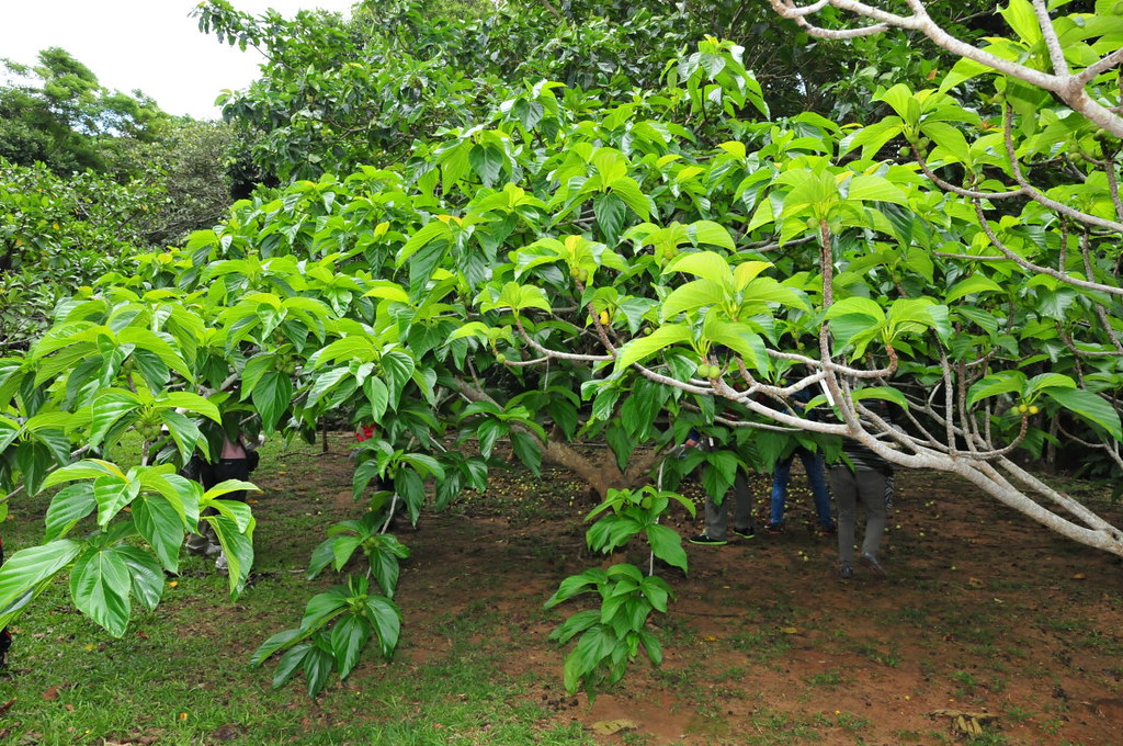 Ficus ruficaulis - EcuRed