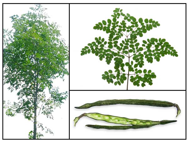 Moringa - EcuRed
