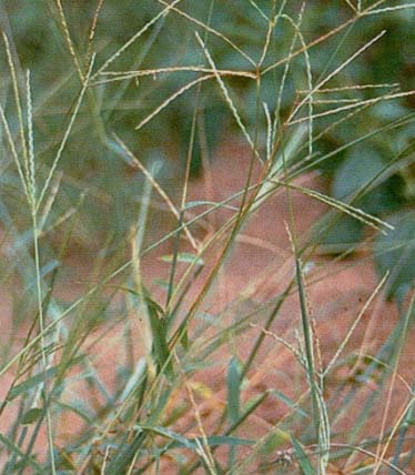 Digitaria horizontalis - EcuRed