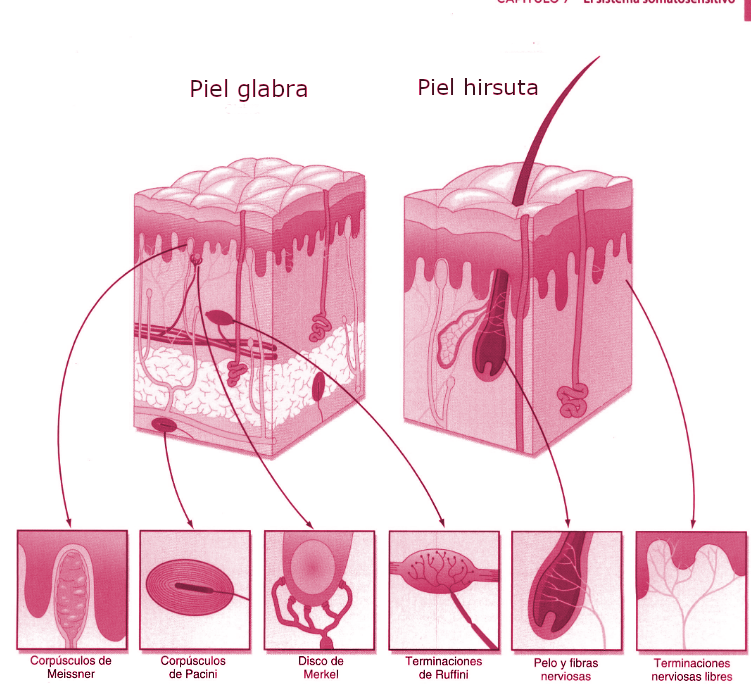 Fibras aferentes - EcuRed