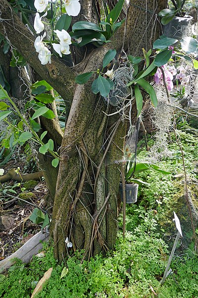 Ficus densifolia - EcuRed