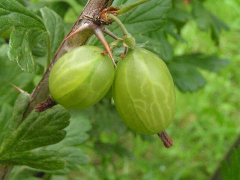 Grosella espinosa - EcuRed