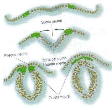 Cresta neural - EcuRed