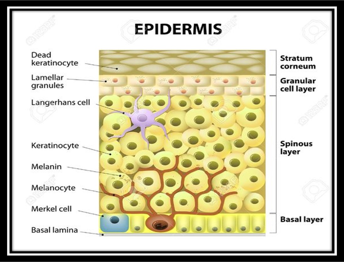 Células de la epidermis - EcuRed