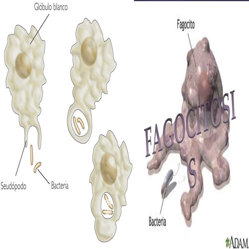 Fagocitosis - EcuRed