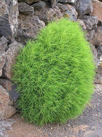 Kochia scoparia - EcuRed