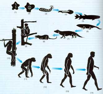 Biología evolutiva - EcuRed