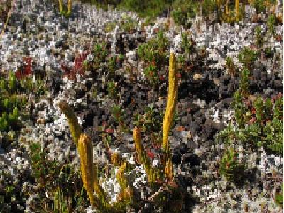 Lycopodium magellanicum - EcuRed