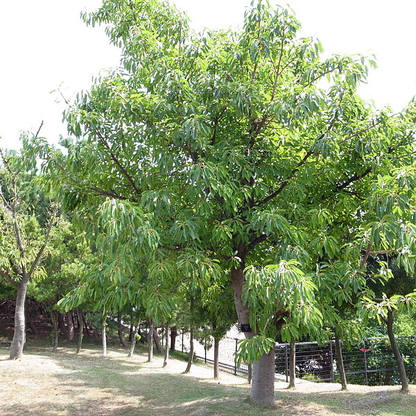 Ficus superba - EcuRed
