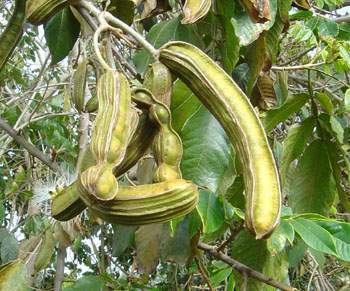 Guaba (planta) - EcuRed