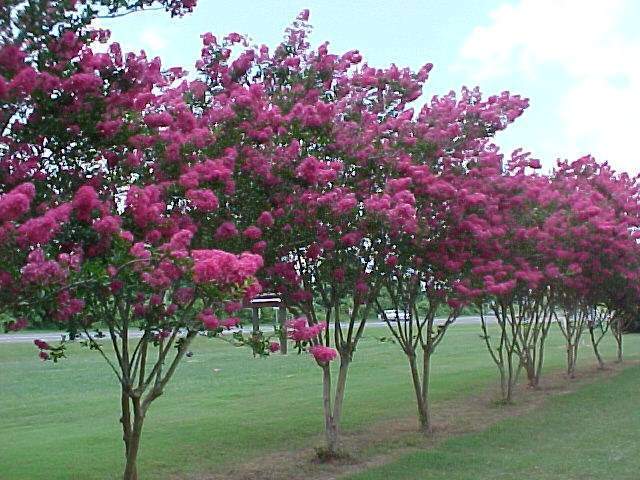 Júpiter (Planta) - EcuRed