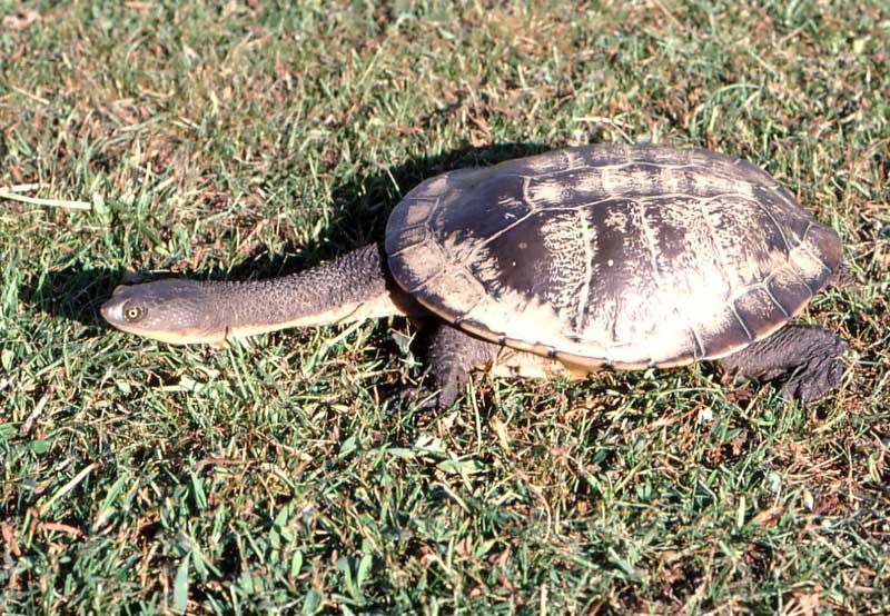 Tortuga de cuello largo - EcuRed