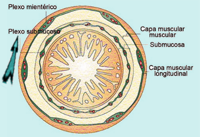 Plexo submucoso de Meissner - EcuRed