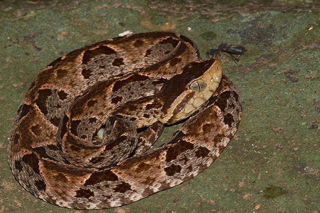 Bothrops asper - EcuRed