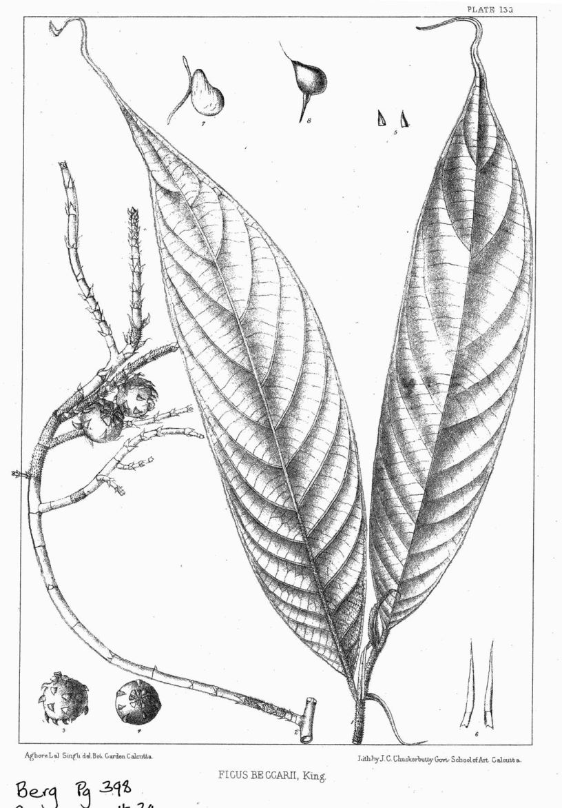 Ficus beccarii - EcuRed
