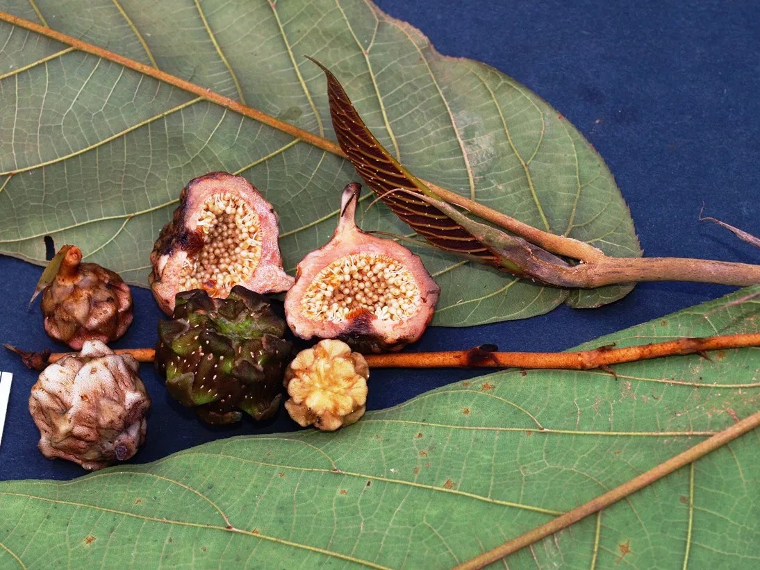 Ficus bukitrayaensis - EcuRed