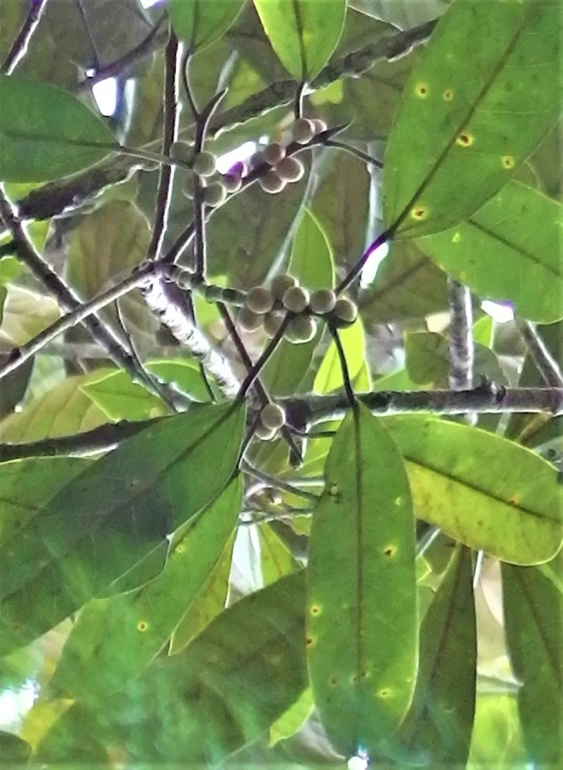 Ficus lowii - EcuRed