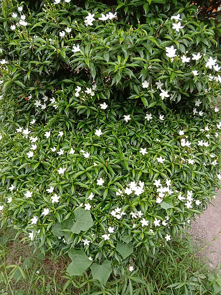 Tabernaemontana divaricata - EcuRed