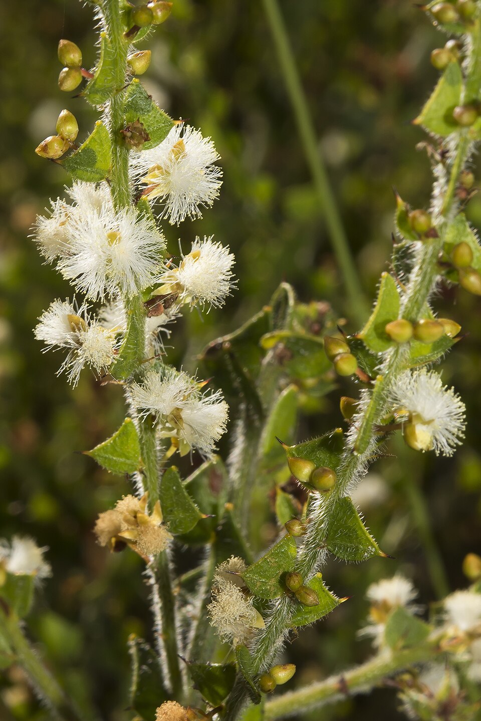 Acacia biflora - EcuRed