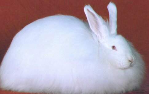 Conejo de Angora - EcuRed