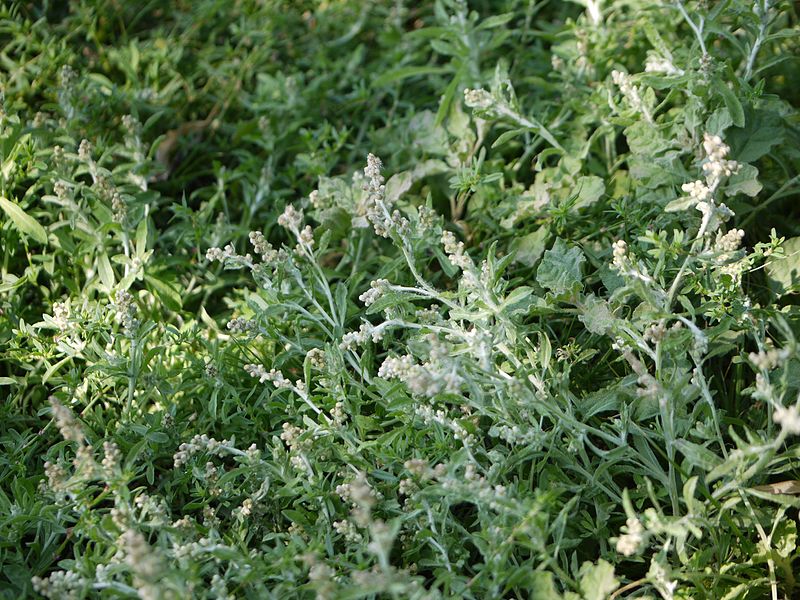 Gnaphalium polycaulon - EcuRed