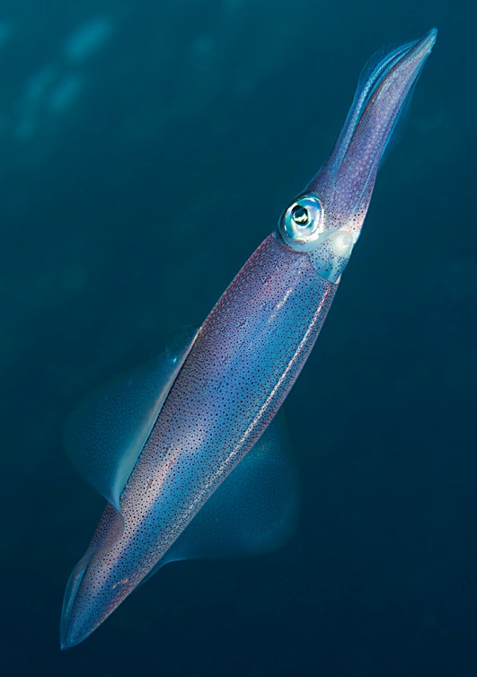 Loligo vulgaris - EcuRed