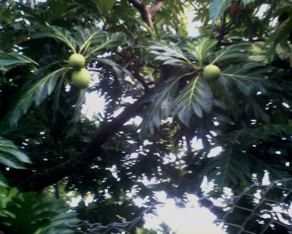 Comunidad de inmigrantes jamaicanos en Banes - EcuRed