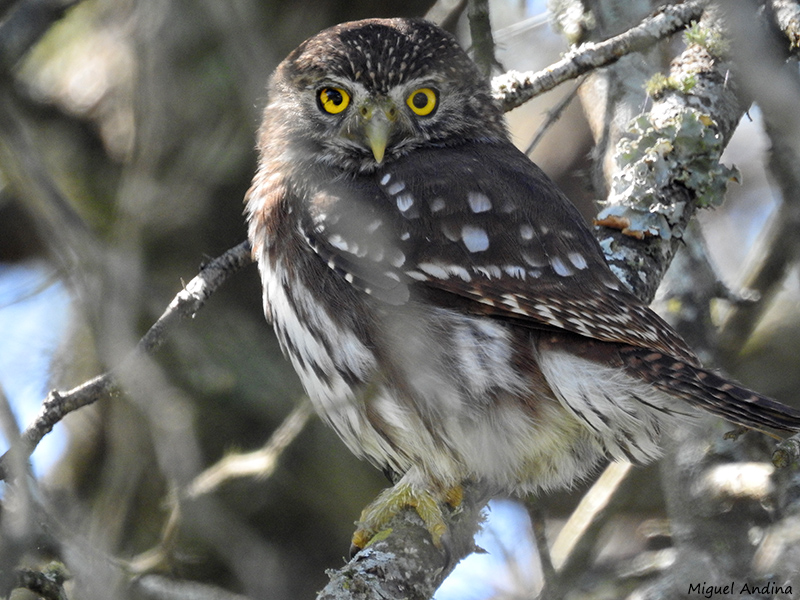 Caburé chico - EcuRed