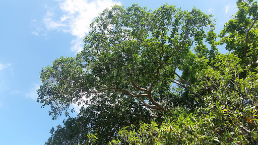 Ficus balete - EcuRed
