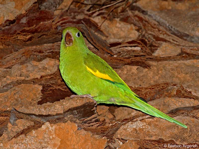 Catita chiriri - EcuRed