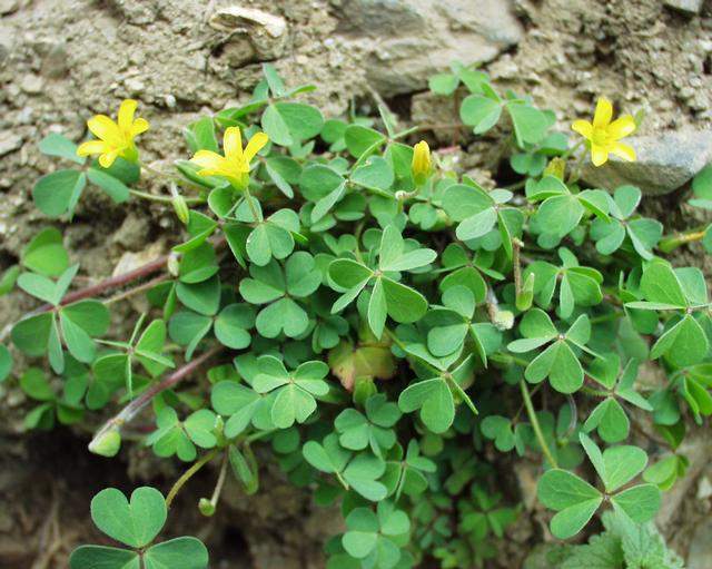 Oxalis corniculata - EcuRed