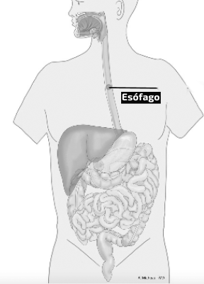 Archivo:7-Esófago.png - EcuRed