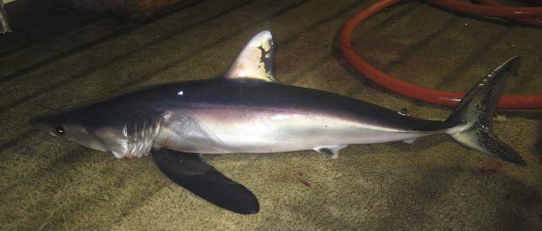 Isurus paucus - EcuRed