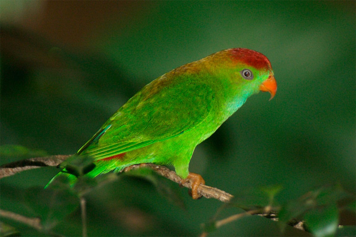 Loriculus beryllinus - EcuRed