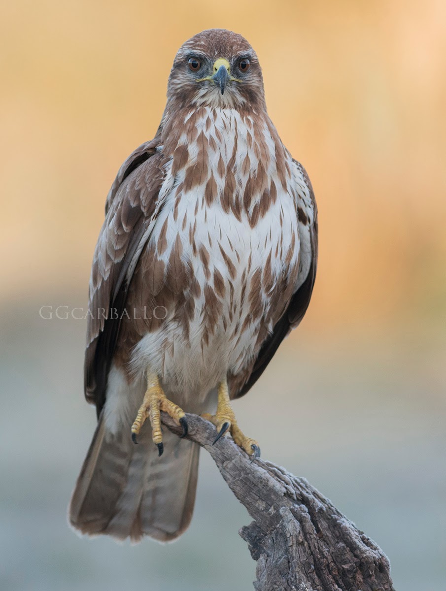 Aguila ratonera - EcuRed