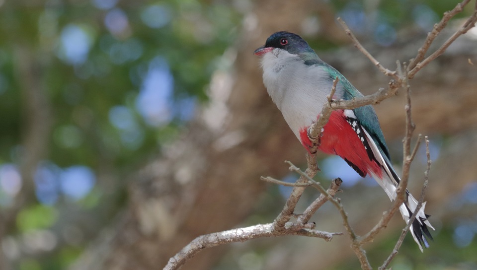 Archivo:Tocororo imagen002.jpg - EcuRed