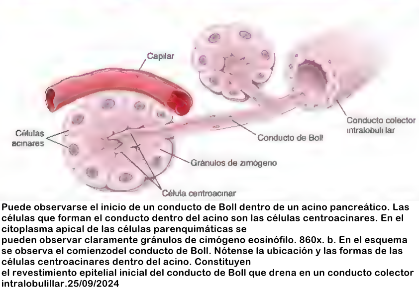 Células acinares del páncreas - EcuRed