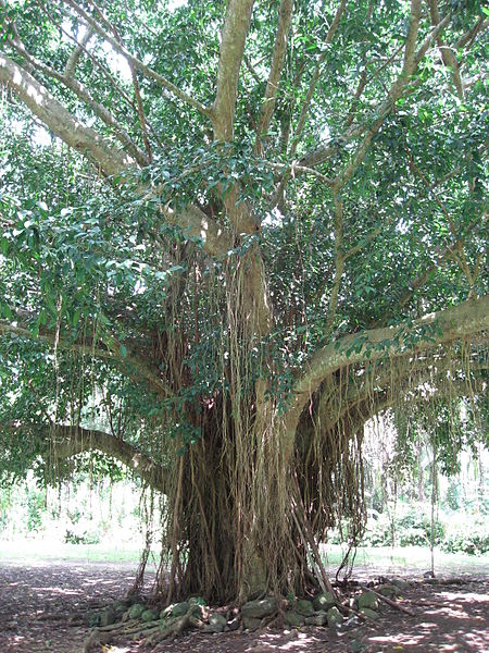 Ficus benghalensis - EcuRed