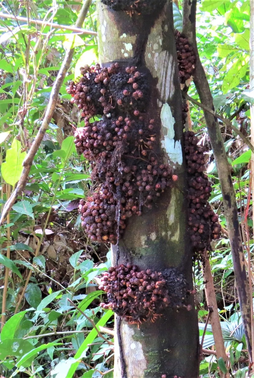 Ficus leptogramma - EcuRed
