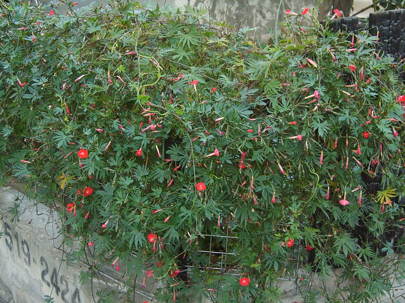 Ipomoea × multifida - EcuRed
