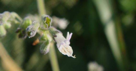 Isodon japonicus - EcuRed