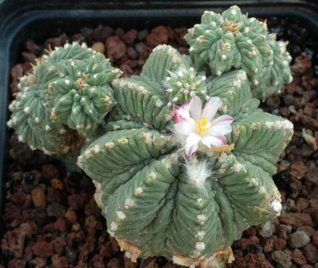 Aztekium ritteri - EcuRed