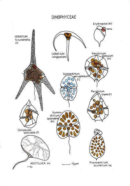 Celula De Dinoflagelados Ao Mar Biológico: Dinoflagelados