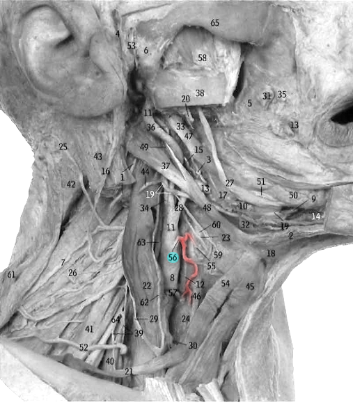 Arteria tiroidea superior - EcuRed